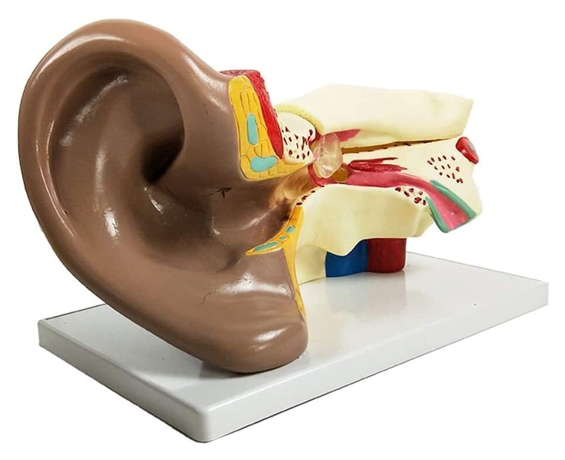 Medical Model Scientific Human Ear Anatomy Model Enlarged To 4 ...