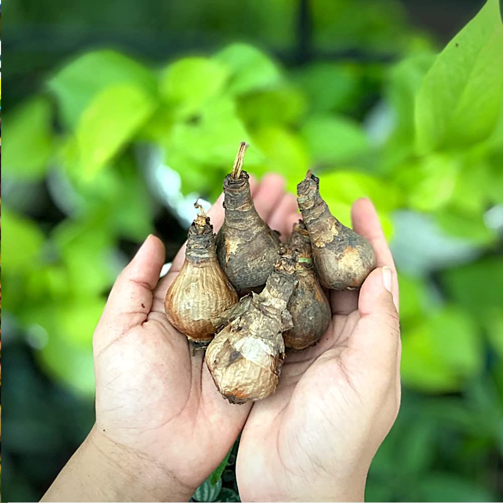 Identifying Flower Bulb Types When Should You Plant Summer Flowering