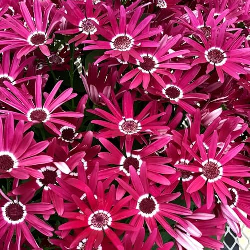 Perfect Plants Cineraria Senetti Plants Red - Outdoor Garden Ready ...