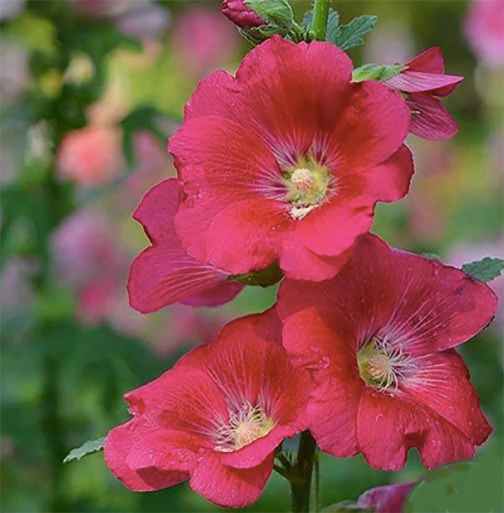 Amazon.com : Hollyhock Seeds - Indian Spring Mix - 60" Tall with Long ...