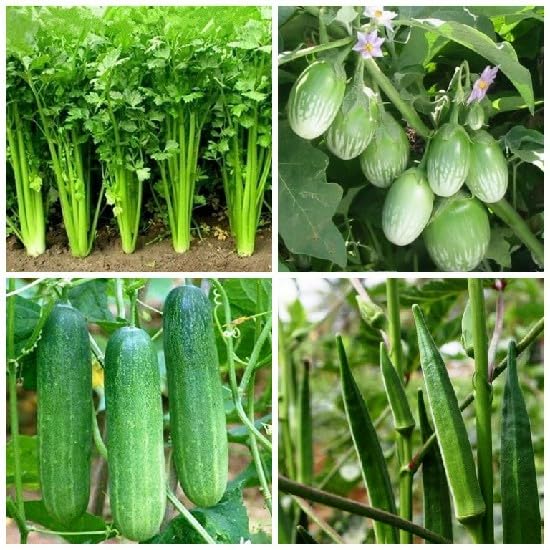 SimXotic Seeds Combo of Coriander Dhaniya, Okra Bhindi, Cucumber Khira ...