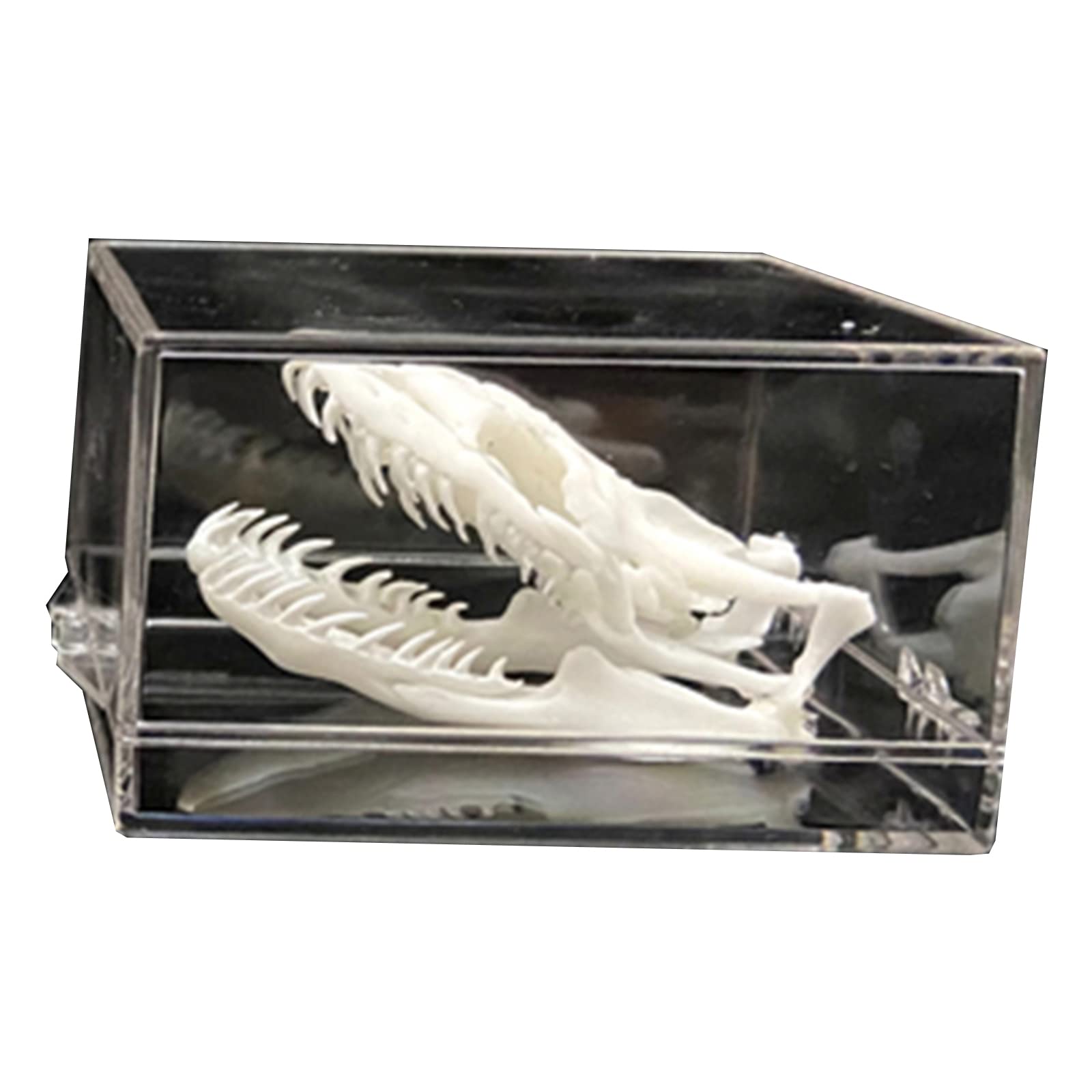 Horned Lizard Skull