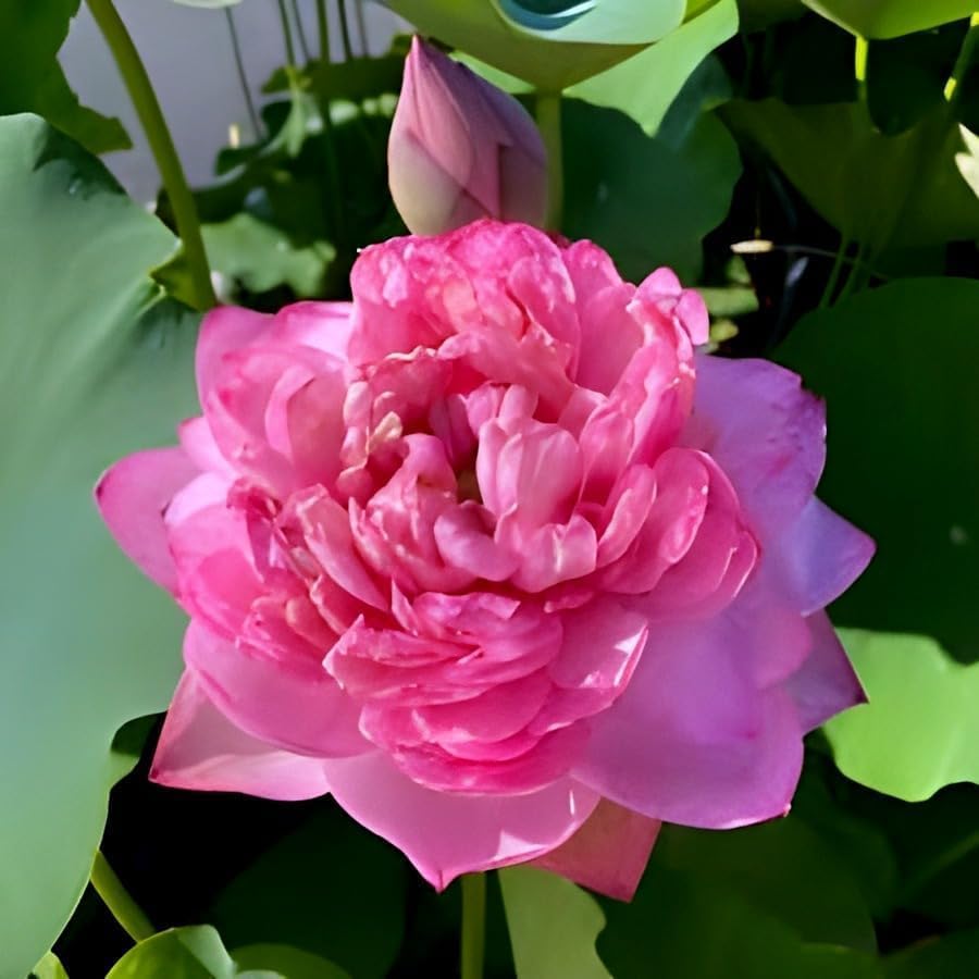 Rare All Season Red Hybrid Lotus Live Plant Big Water Lily (TUBER Root ...