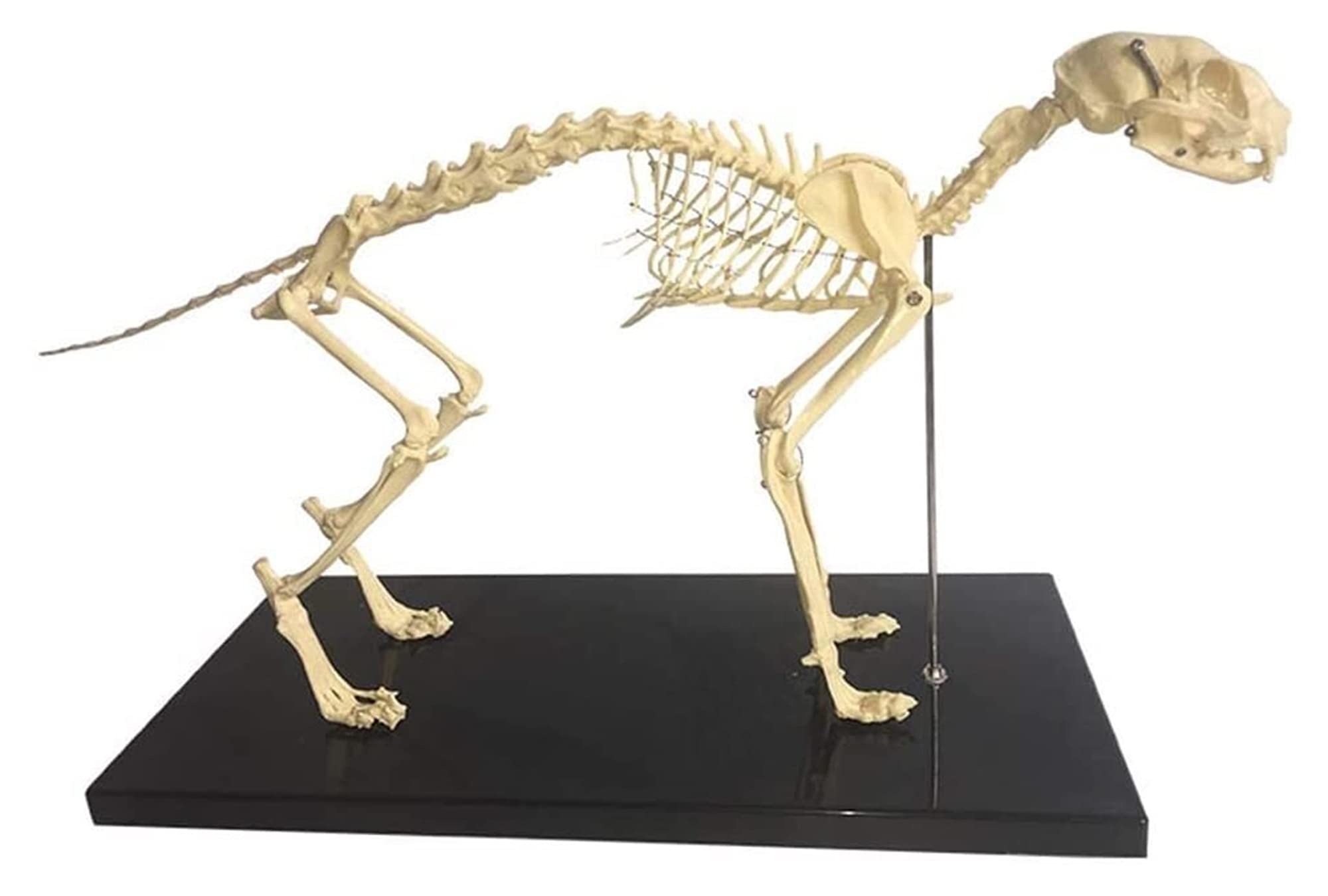 Buy NEFSO Teaching Model, Cat Skeleton Anatomy Animal Cat Skeleton ...