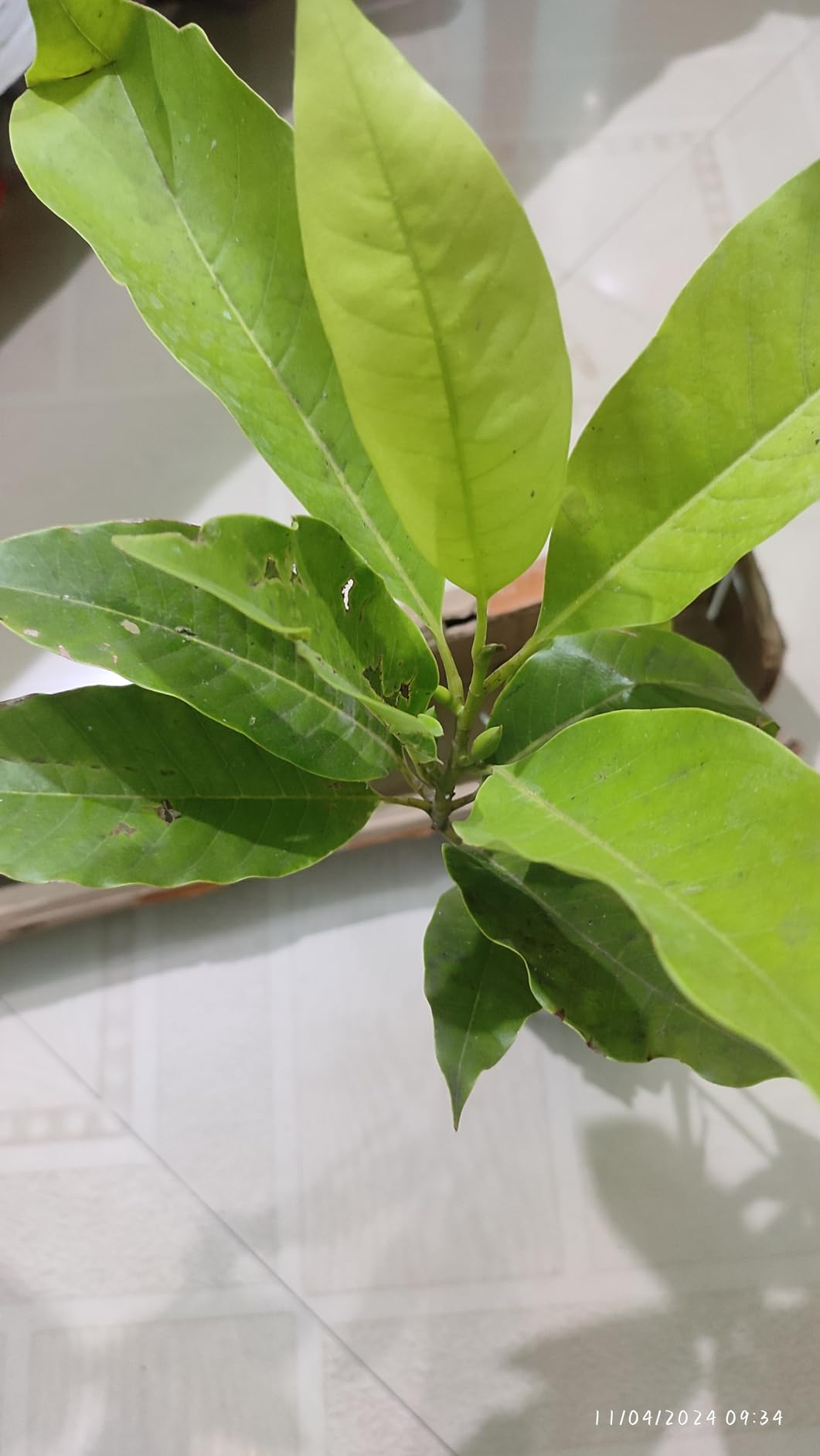 Greenntower Live Orange Swarna Champa/Sonchafa Flower/Son Champa ...