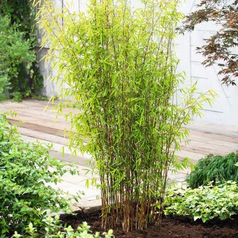 Live Mini Bamboo Plant – Rare Variety for Indoor Use – Pack of 1 ...
