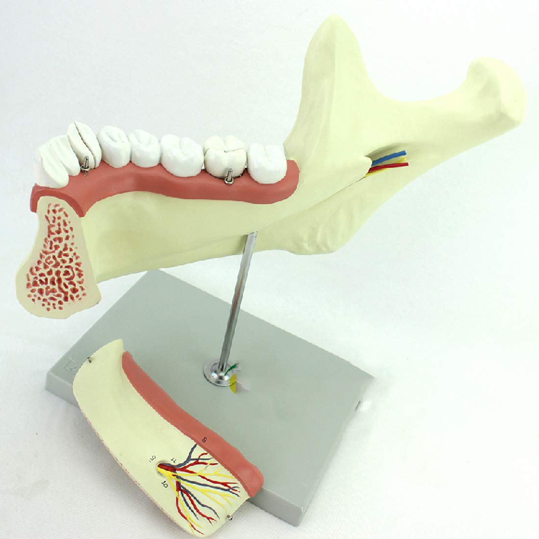 Buy Oral Anatomy Teaching of Anatomical Model of Mandibular Nerve under ...