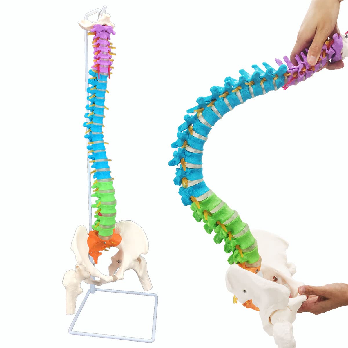 Buy Veipho Spine Model, Spine Models for Chiropractors, Spine Model ...