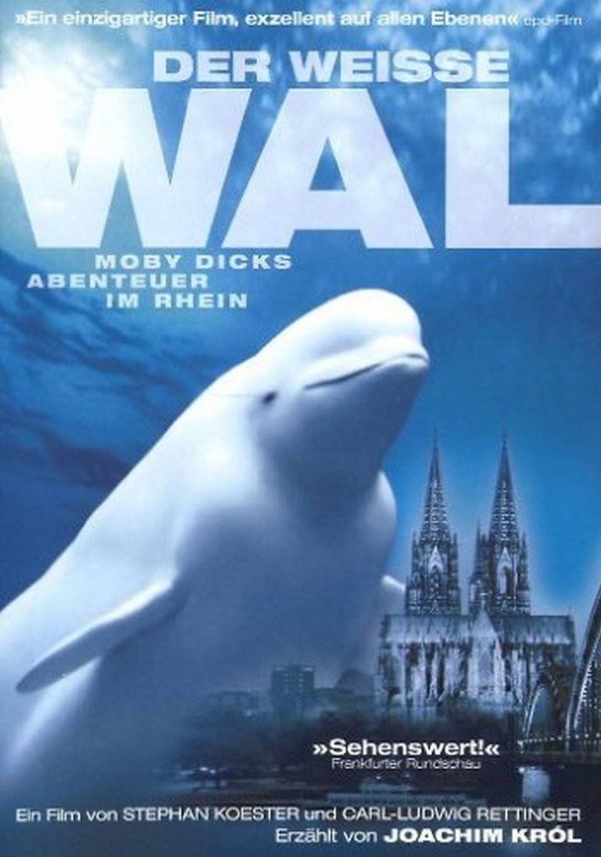 Der weisse Wal: Amazon.it: Koester, Stephan: Film e TV
