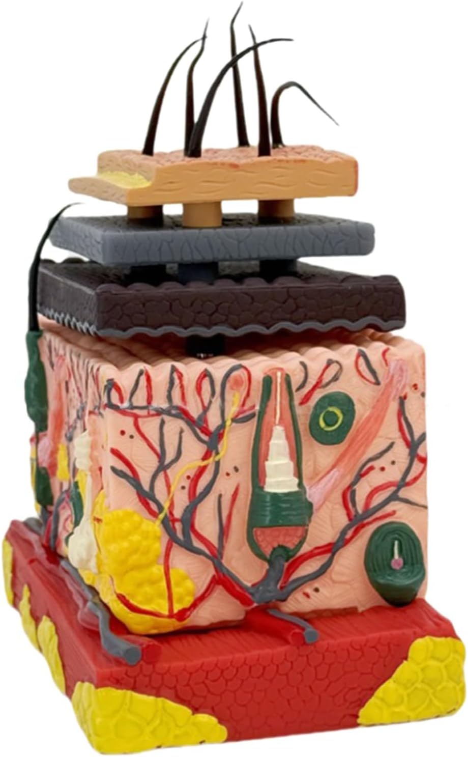 4D Human Skin Model Human Skin Anatomical Model Human Anatomical Skin ...