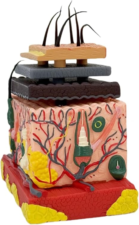 4D Human Skin Model Human Skin Anatomical Model Human Anatomical Skin ...