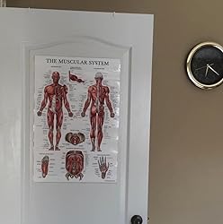 Amazon.com: Palace Learning Muscular System Anatomical Poster ...