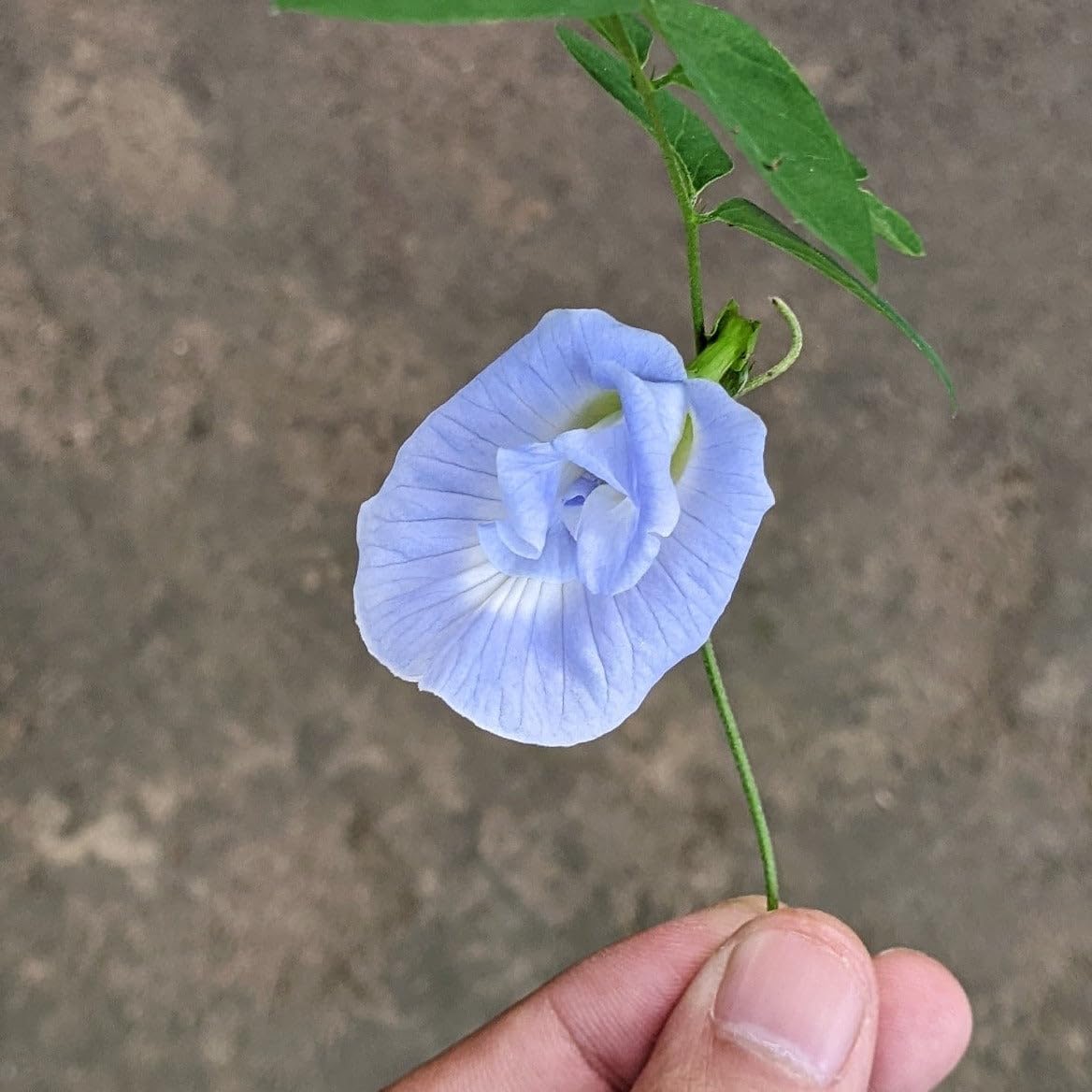 M-Tech Gardens Rare Shangupushpam/Aparajita/Clitoria ternatea Flower 10 ...