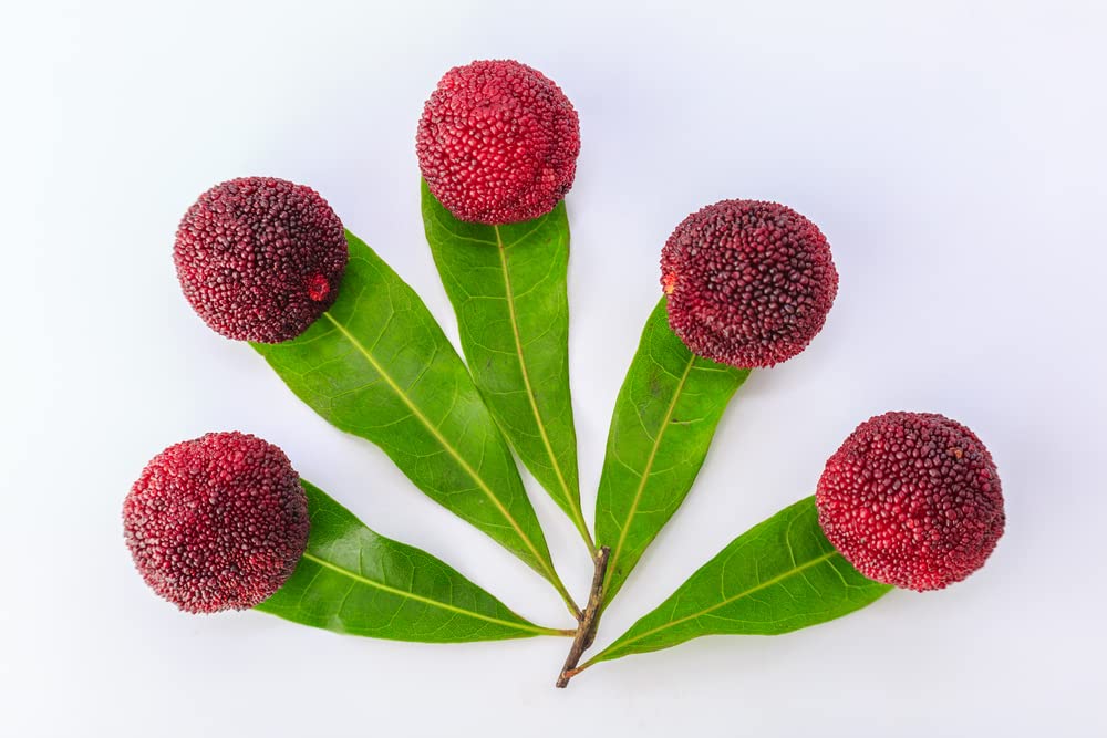 Yang May Myrica Rubra In 2020 Fruit Yang Strawberry Tree An Overview
