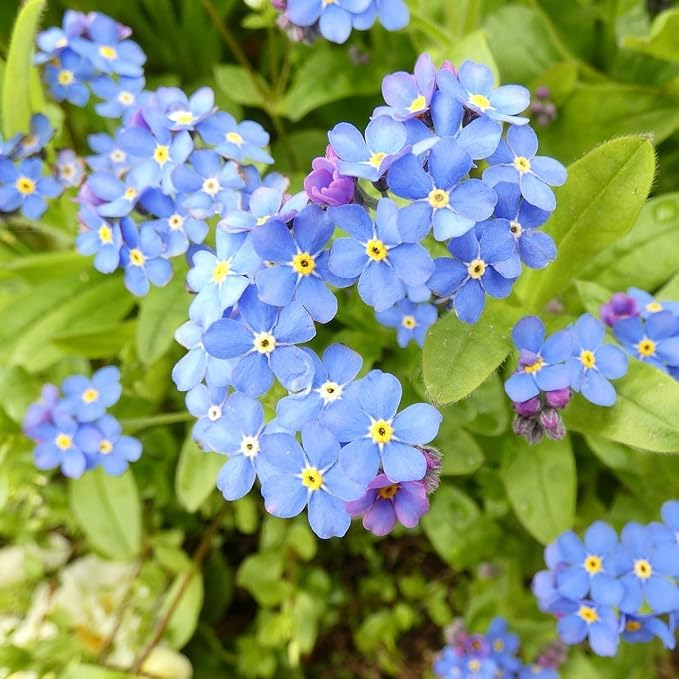 Forget Me Not Seeds Wild Flower Myosotis alpestris Indigo Blue Meadow ...