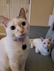 Amazon.com : Solid Gold Indoor Dry Cat Food - Let's Stay in Cat Food ...