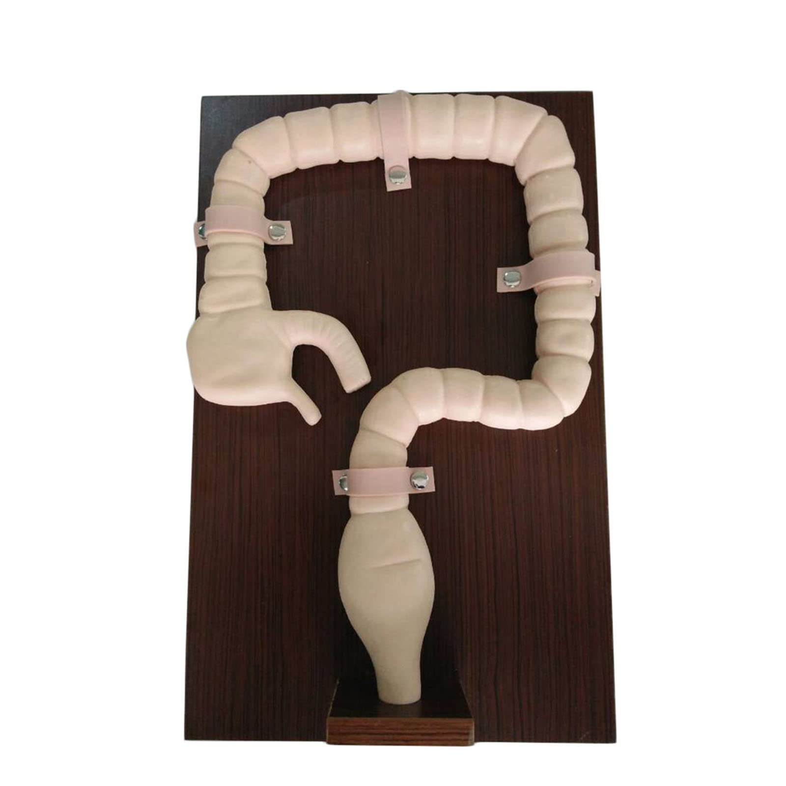 Buy KH66ZKY Bowel Model - Sigmoidoscopy Model - Colonoscopy ...