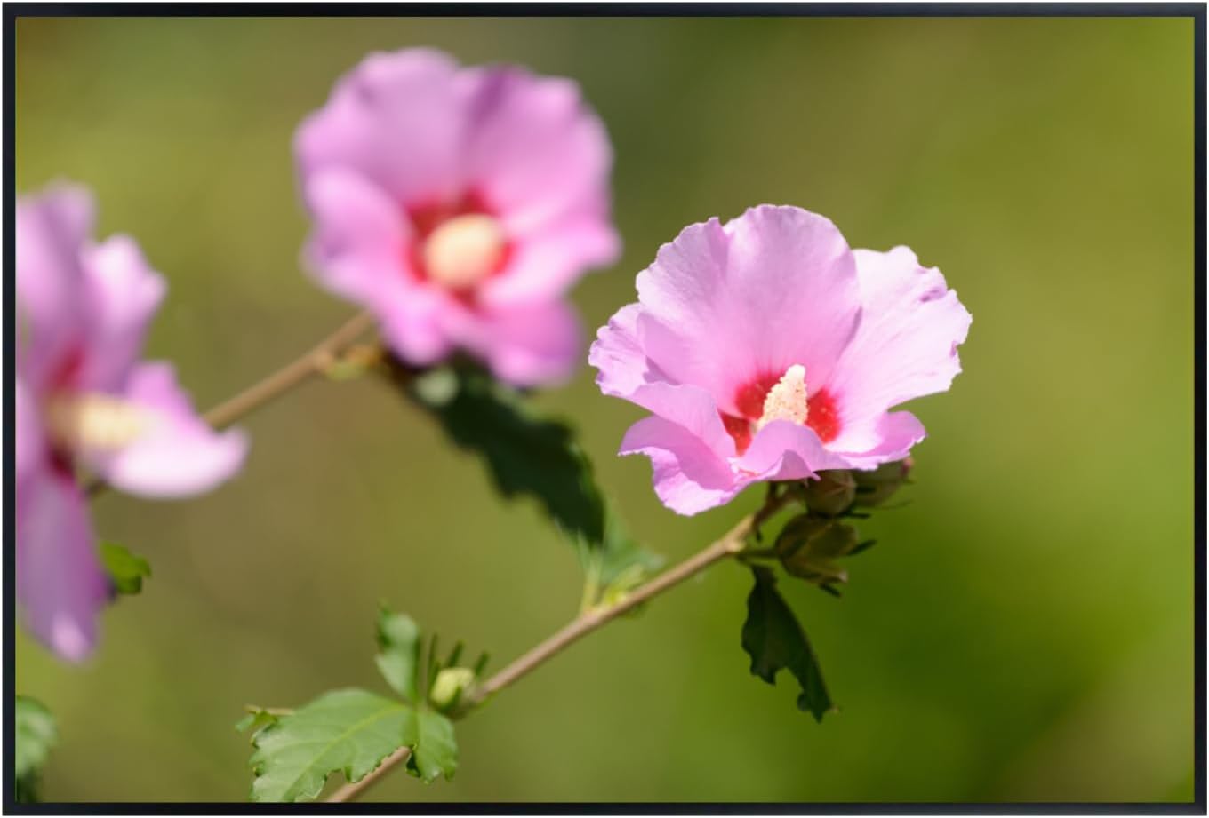 Amazon.com: Blessed Posters Pink Tropical Hibiscus Wall Art Poster ...