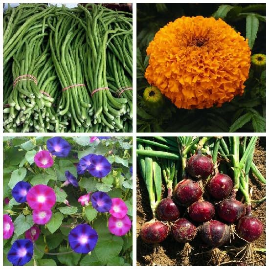 SimXotic Seeds Combo of Lobia Cowpea, Onion Red, Marigold Orange ...