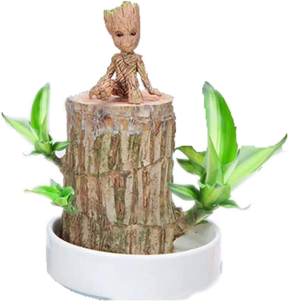 Brazilian Wood Potted Plants Clean Air Lucky Wood Groot Plant ...