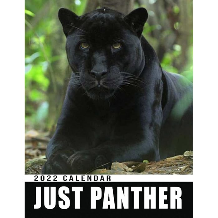 Buy Black Panther Calendar 2022: Rescue Panther, protect animal. Wild ...