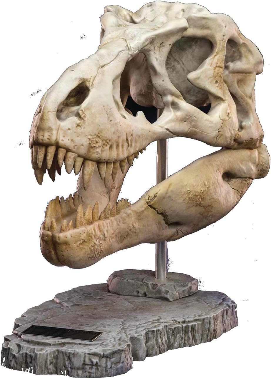 Amazon.com: Pre-Historic Creatures: Tyrannosaurus Head Skull Polyresin ...