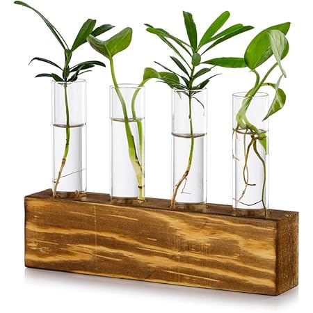 Amazon.com: Glasseam Plant Propagation Tubes Station, Modern Test Tube ...