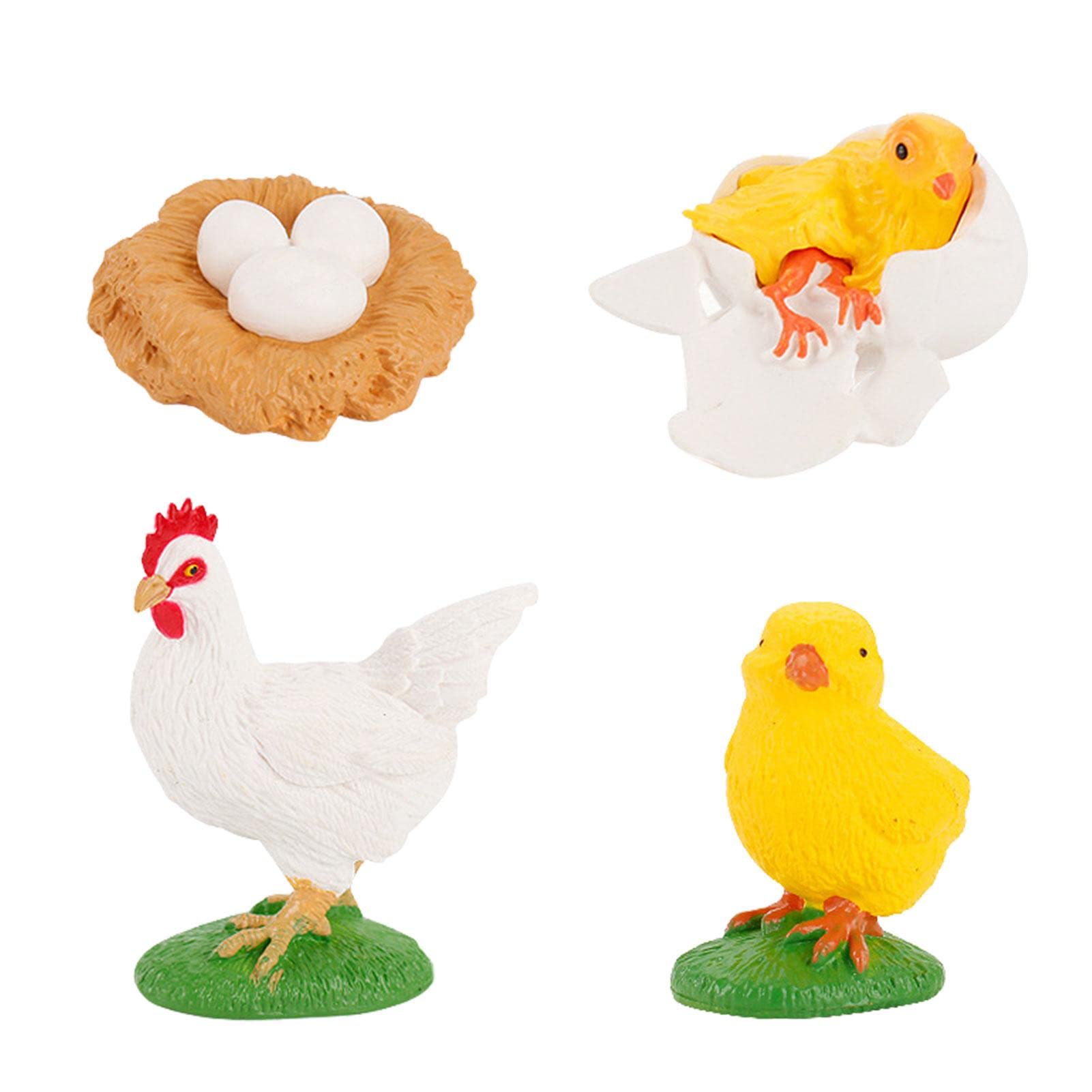 Buy Chicken Growth Cycle,animal Growth Cycle Biological Model,Growth ...