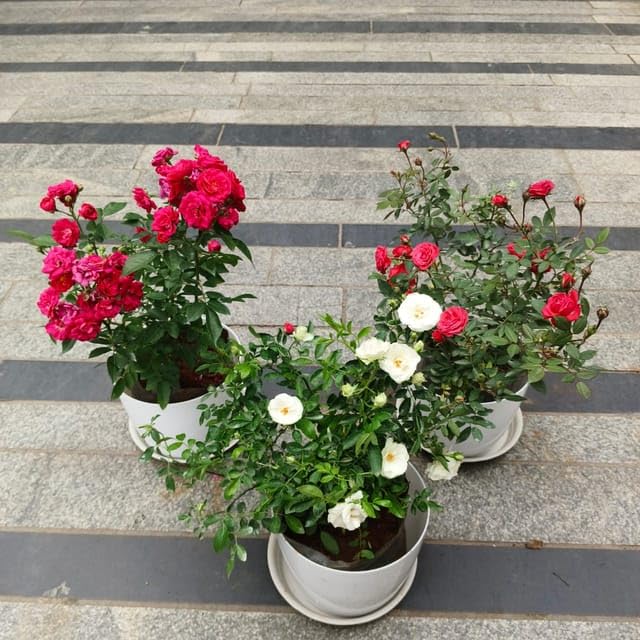 Set of 3 - Button Rose (Pink, White & Red) in 7 Inch Plant Natural ...