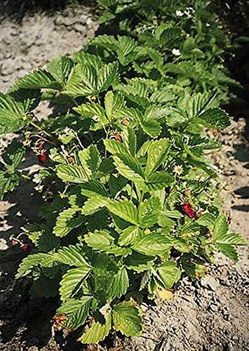 Fragaria alexandria - How to grow & care