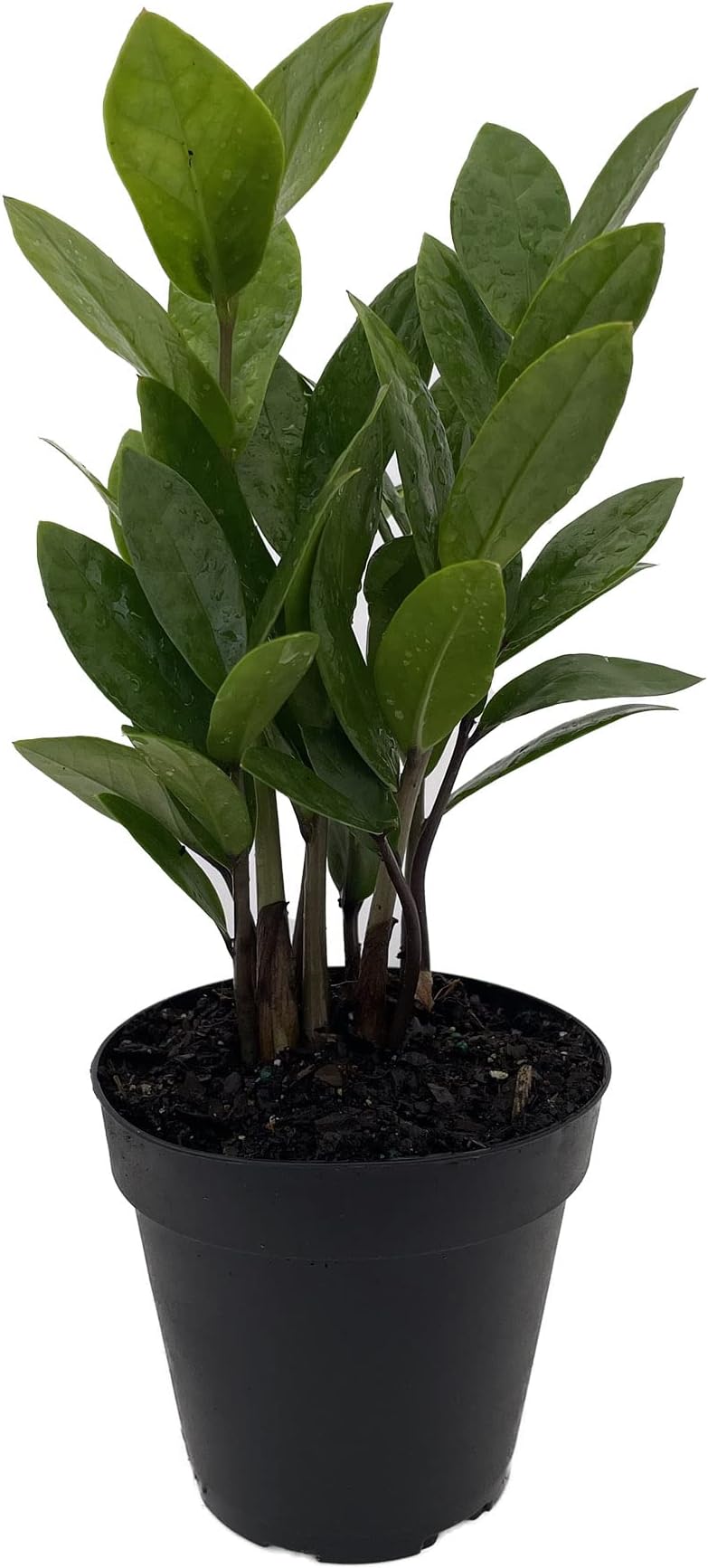 Amazon.com : Purple Wandering Jew - Easy to Grow House Plant - Inch ...