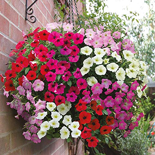 M-Tech Gardens New Rare Hybrid Petunia " Rapide Mixed " Exotic 100 ...