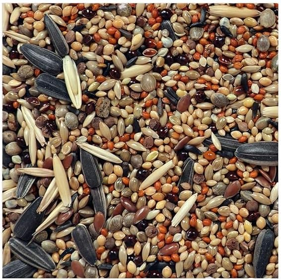 Buy The Birds Company Premium Seed Blend of 9 Grains & Nuts, Bird ...