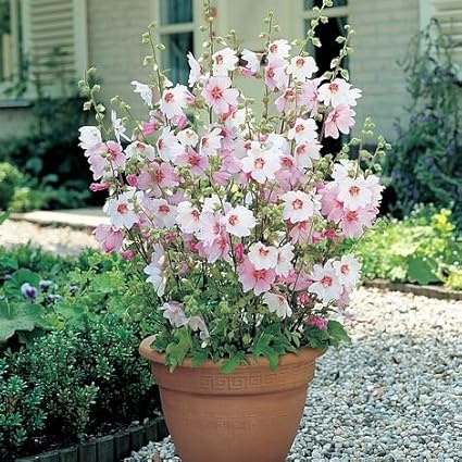 3 x Lavatera Barnsley Baby - Ready to Plant Shrubs - Tree Mallow ...