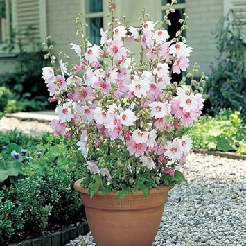 3 x Lavatera Barnsley Baby - Ready to Plant Shrubs - Tree Mallow ...