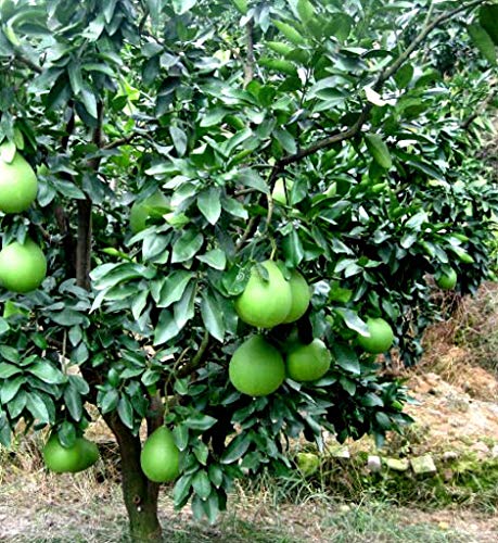 The Entacloo Your Shop Rare Grafted Sweet Pomelo Citrus " Kambili ...