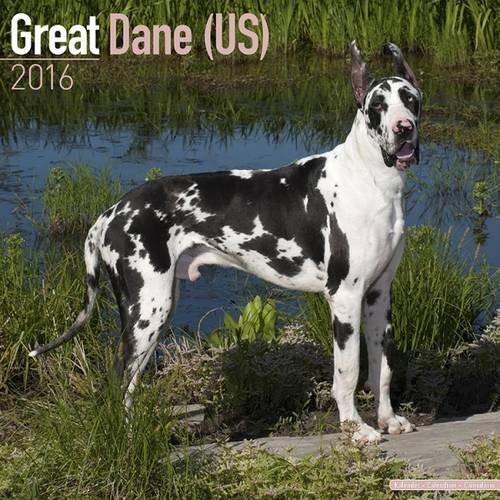 Great Dane (US) Calendar - Only Dog Breed Great Dane (US) Calendar ...