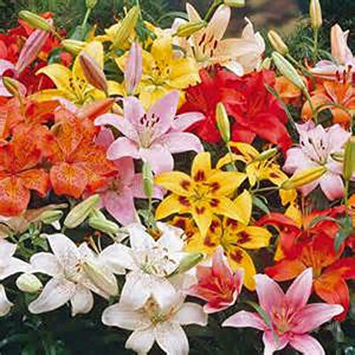 Amazon.com : Lily, Asiatic Mix, Bulbs, Pack of 6 (SIX), Easy to Grow ...