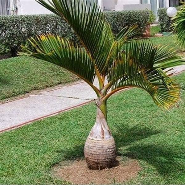 Mphmi Bottle Palm with Trunk - Plant : Amazon.in: Garden & Outdoors