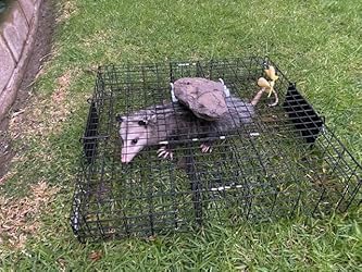 Amazon.com : Rugged Ranch Ratinator No Poison, Multi-Catch Live Animal ...