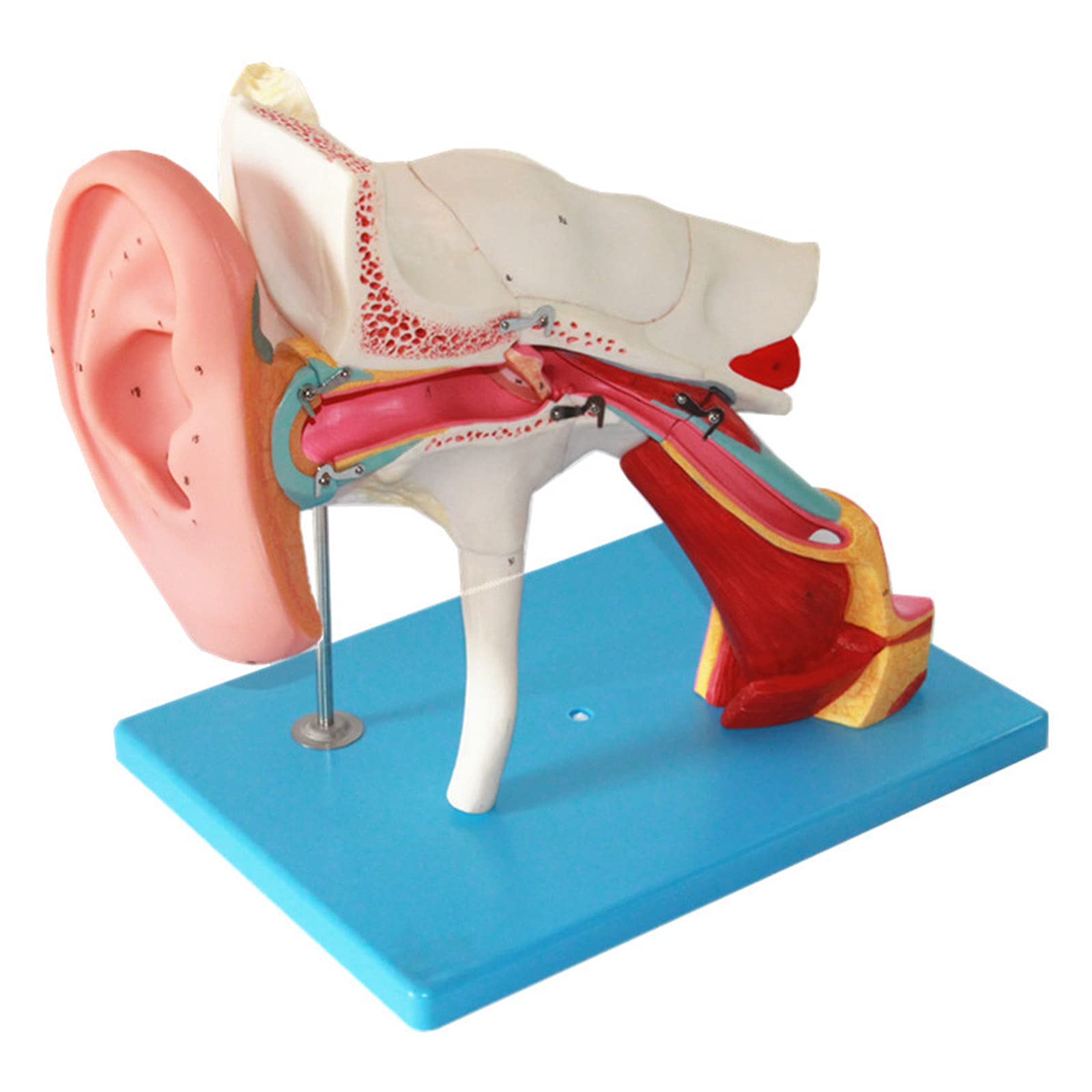 Stzjbd Human Ear Structure Anatomical Model 4 Times Life Size ...