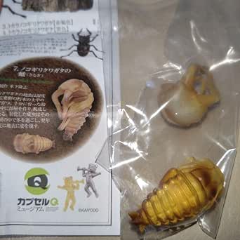 Amazon.co.jp: Sawtooth Stag Pupae (pupa) inner bag from the Japanese ...