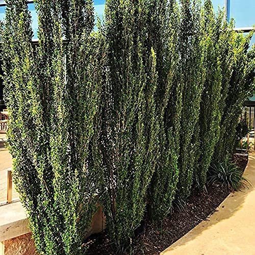 Sky Pencil Japanese Holly - 1 Live Gallon Size Plant - Ilex Crenata ...