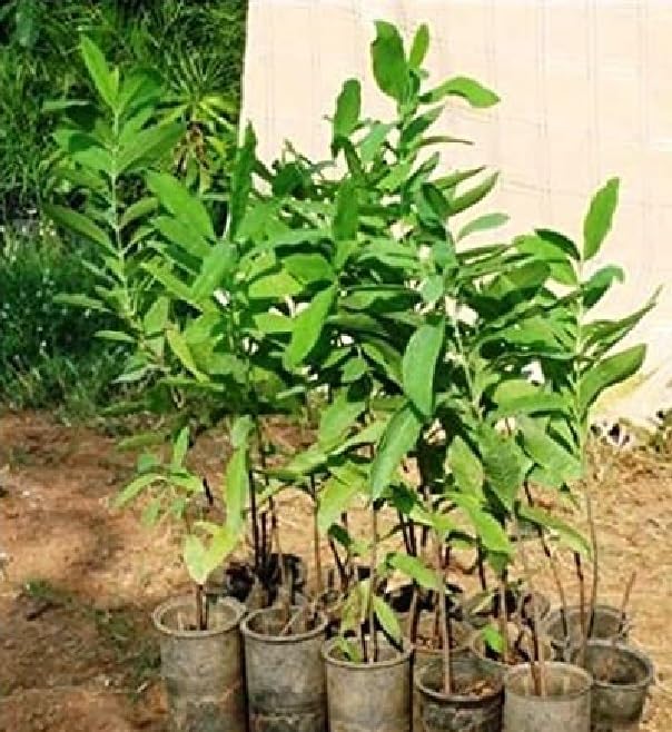 White chandan tree live plant : Amazon.in: Garden & Outdoors