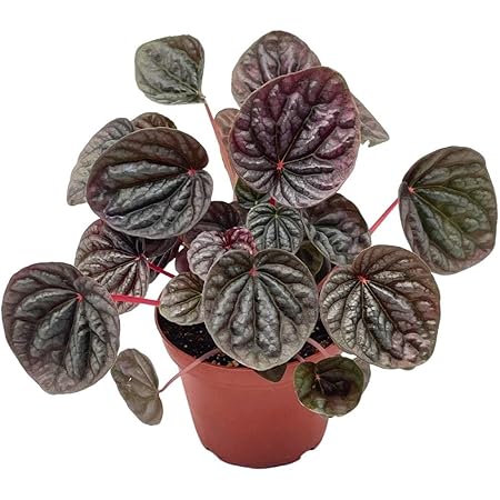 Amazon.com : Red Emerald Ripple Peperomia, Emerald Ripple Pepper, Red ...