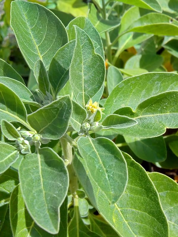 Ashwagandha Seeds For Plantation,Ashwagandha Seeds For Farming Pack of ...