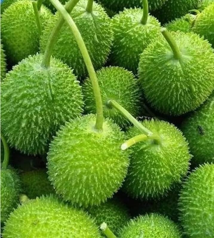 Spine gourd root For Plant Pack Of 4 : Amazon.in: Garden & Outdoors