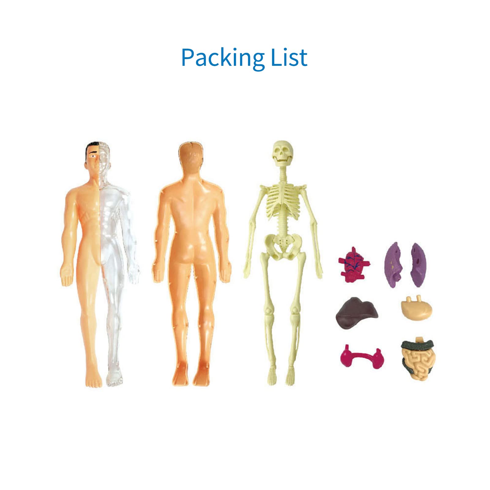Corpo Umano Per Bambini Anatomia Del Corpo Umano Maschile Modello 3D ...