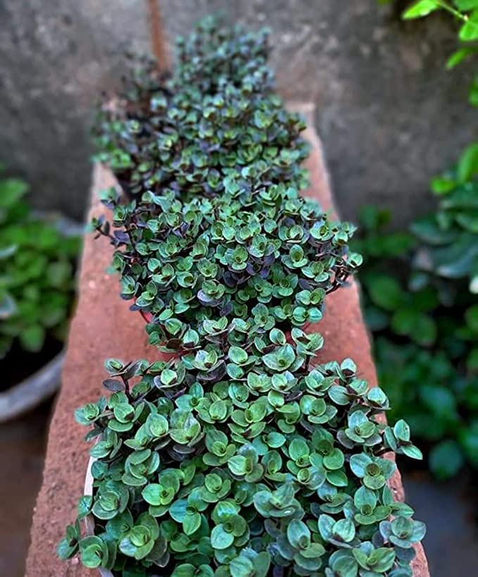 Anuraj farms Bolivian Jew (Red Dwarf) Hanging Plant Wandering Jew ...