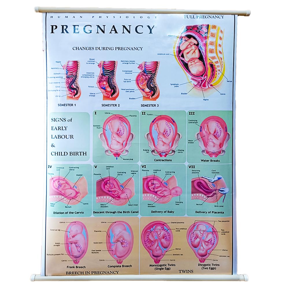 Pregnancy Organ Diagrams The Placenta: What It Is And How It Works